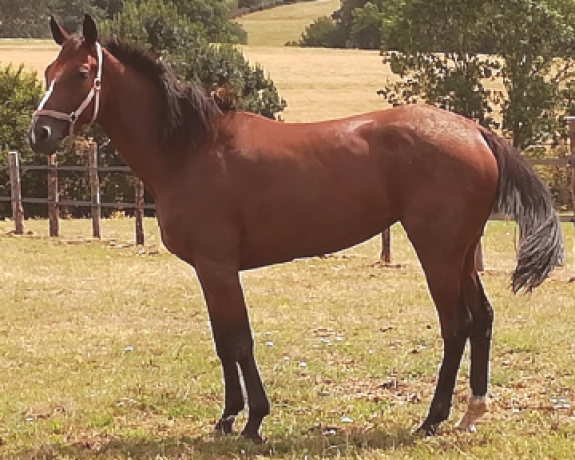 Pouliniere ( F ) Fury Swift par Akim du Cap Vert | Trotannonces