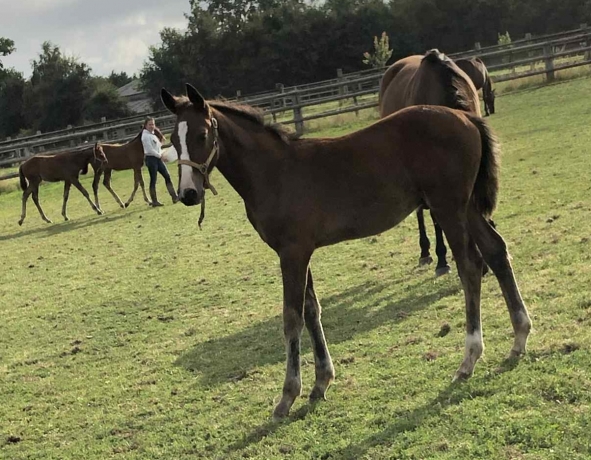 Cède Foal par Invincible Cash | Trotannonces